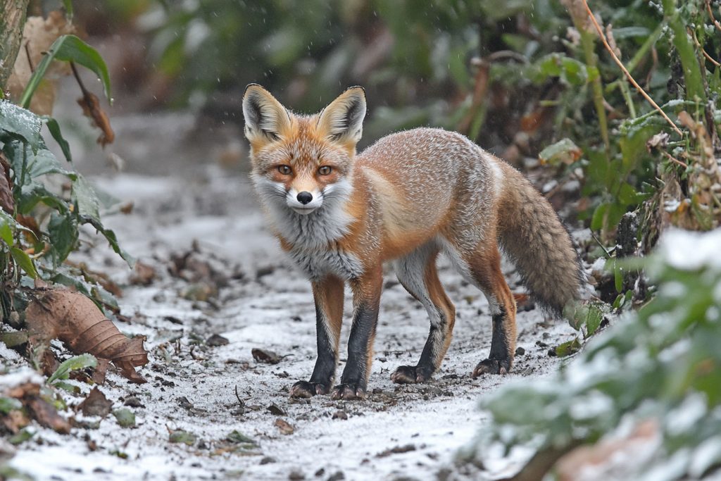 What Are Baby Foxes Called? A UK Guide ‹ FreshKit.co.uk